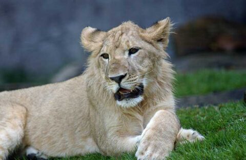 Leo and Una - A History - updated 2024 - Leo III and Una